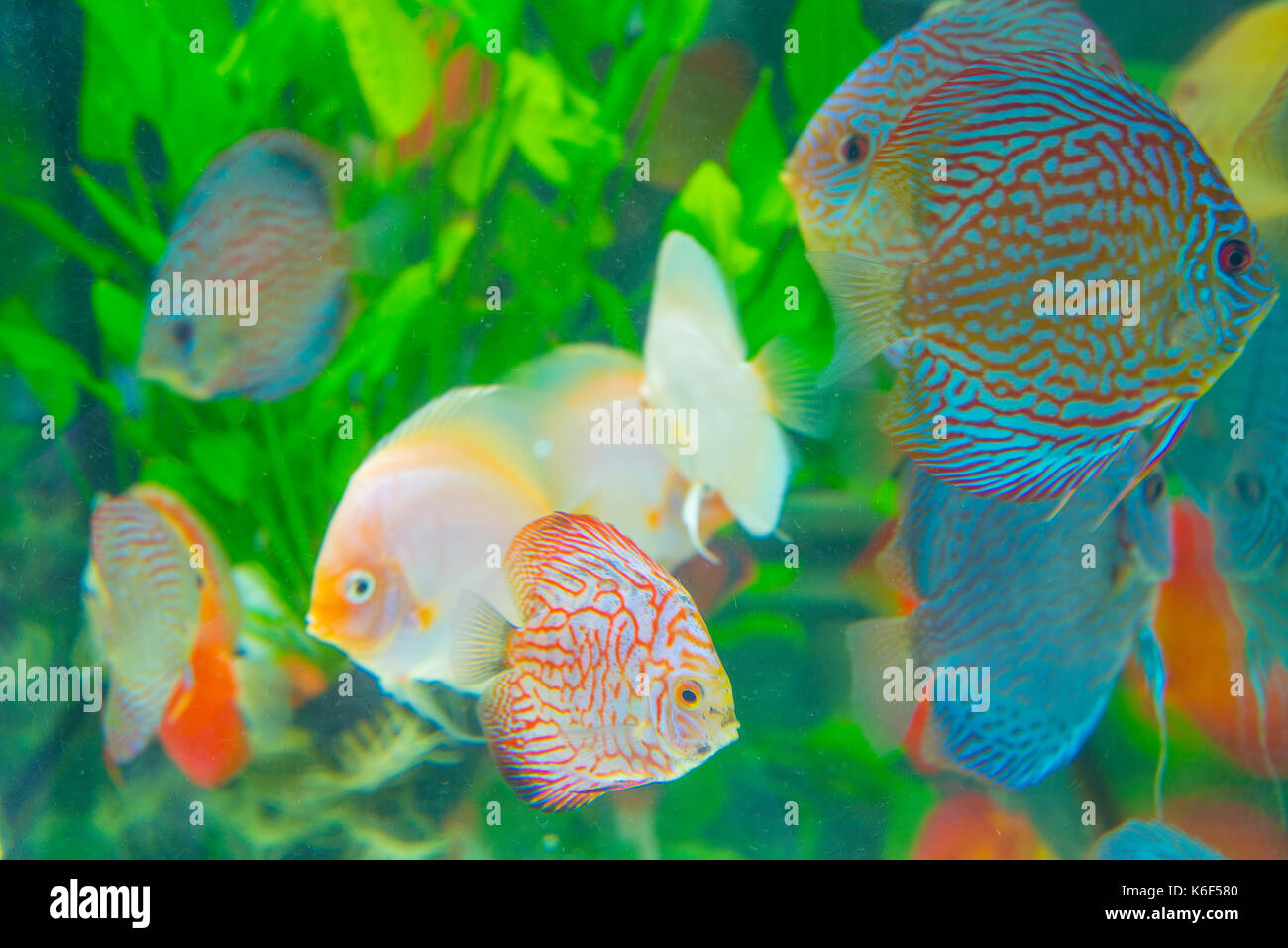Peces bonitos hi-res stock photography and images - Alamy