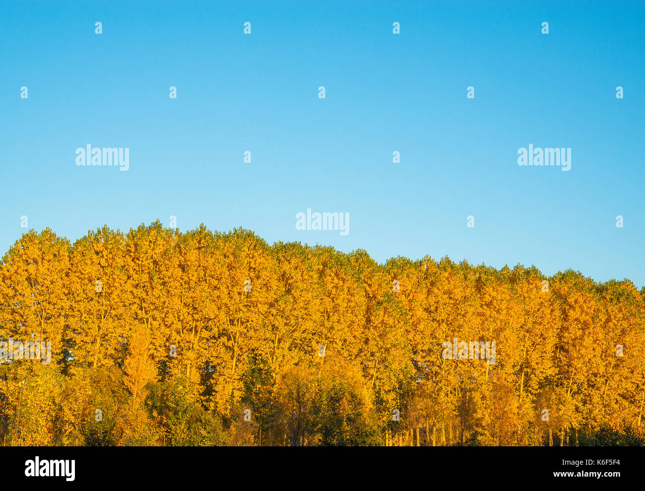 Golden tree tops hi-res stock photography and images - Alamy