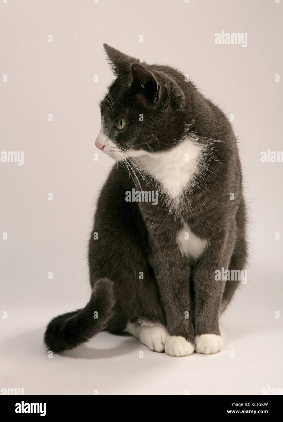 Grey moggy domestic cat sitting on a white background space for text ...