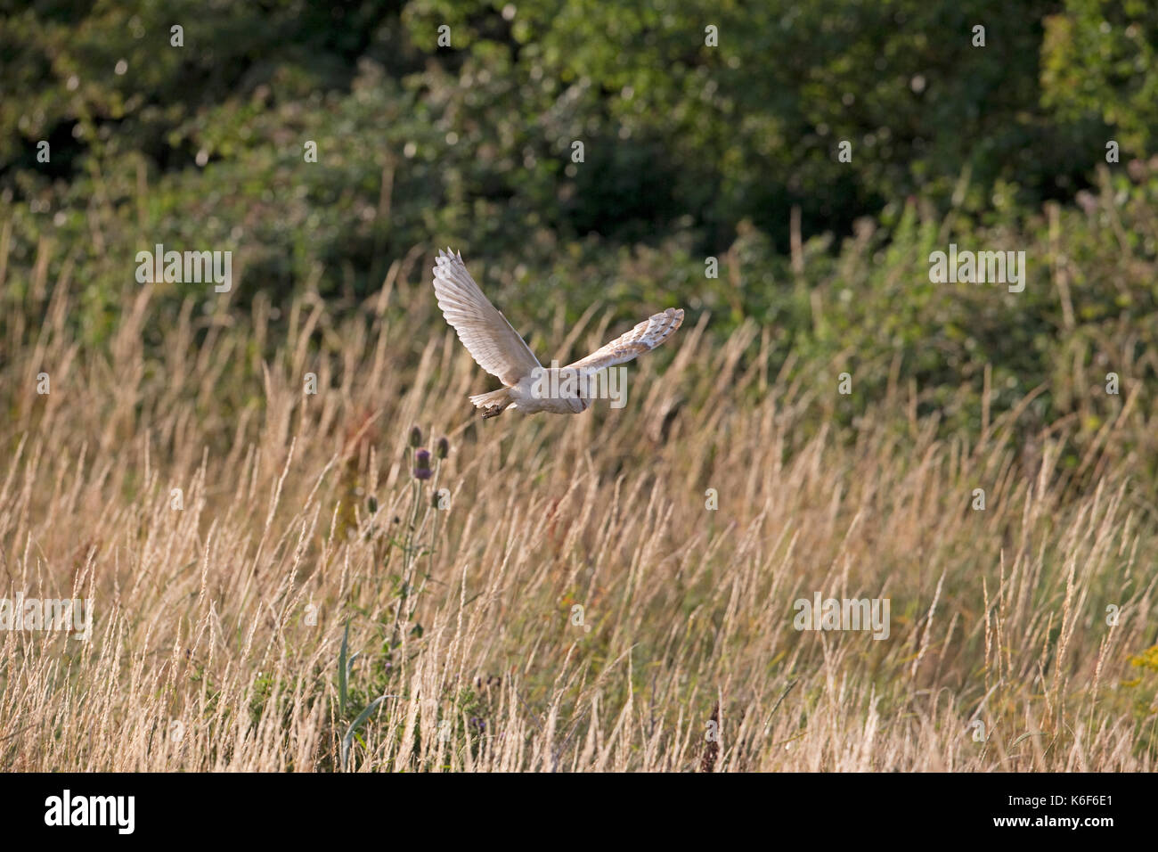 Eu alba hi-res stock photography and images - Alamy