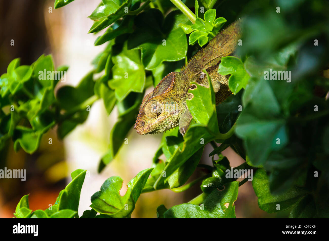 L'Endormi ou caméléon, Ile de La Réunion Stock Photo - Alamy