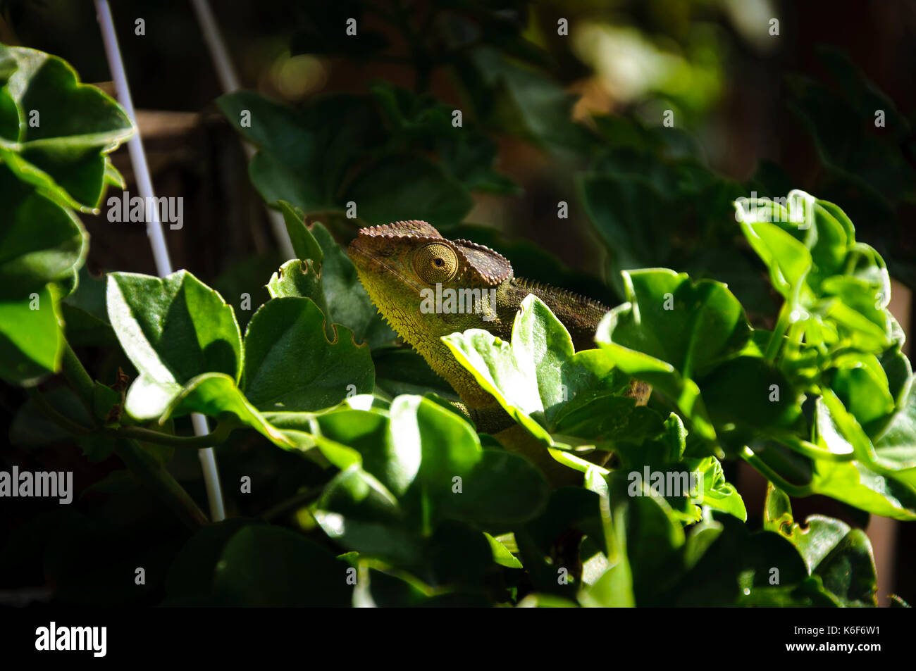 L'Endormi ou caméléon, Ile de La Réunion Stock Photo - Alamy