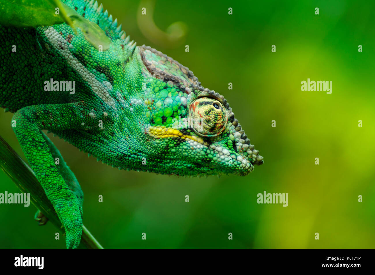 L'Endormi ou caméléon, Ile de La Réunion Stock Photo - Alamy