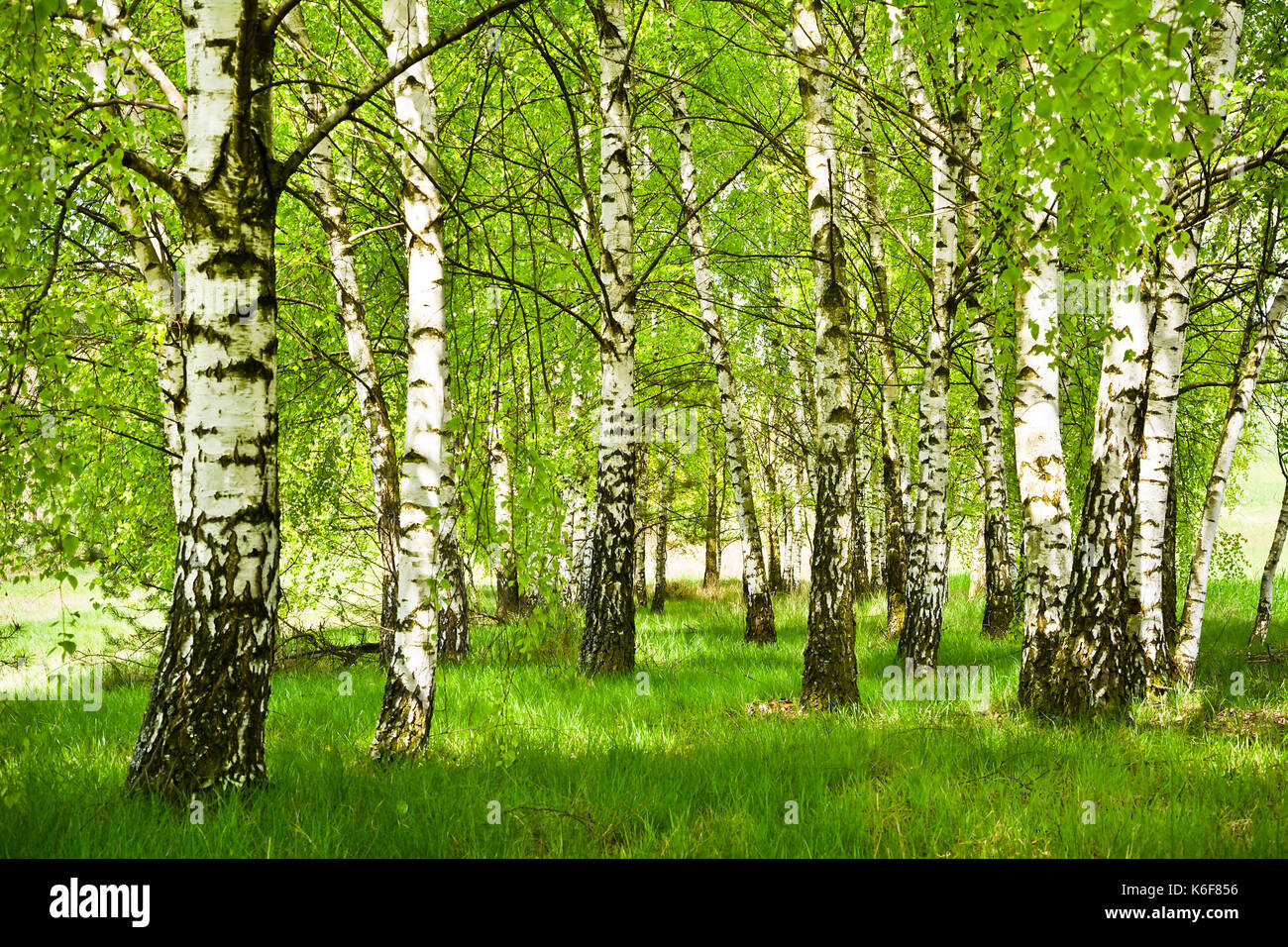Spring birches hi-res stock photography and images - Alamy