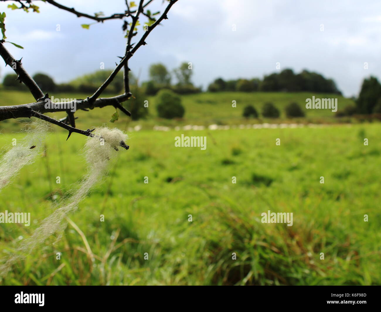 Wool tree plant hi-res stock photography and images - Alamy