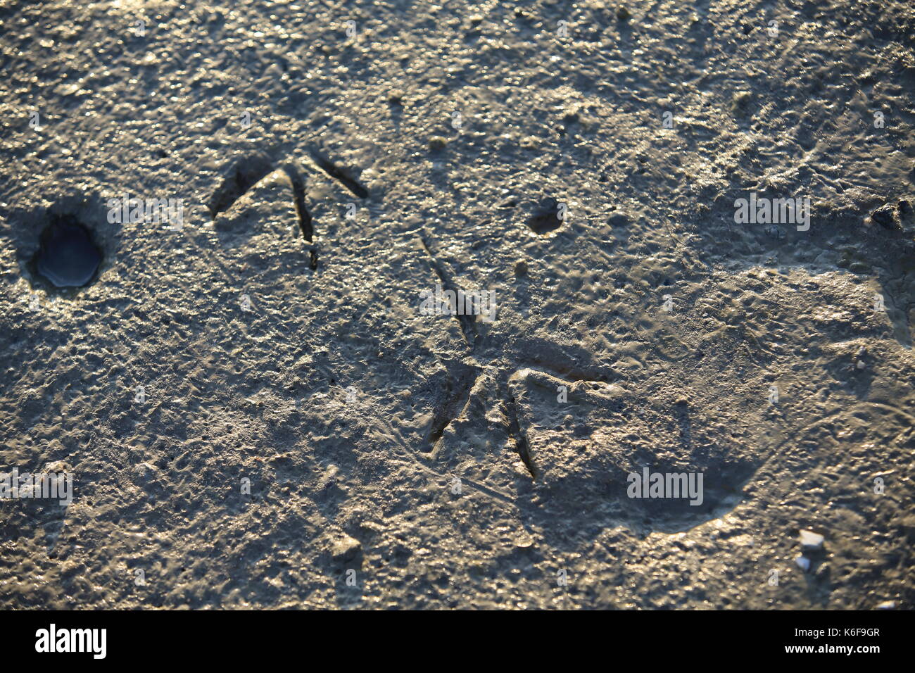bird foot print Stock Photo - Alamy