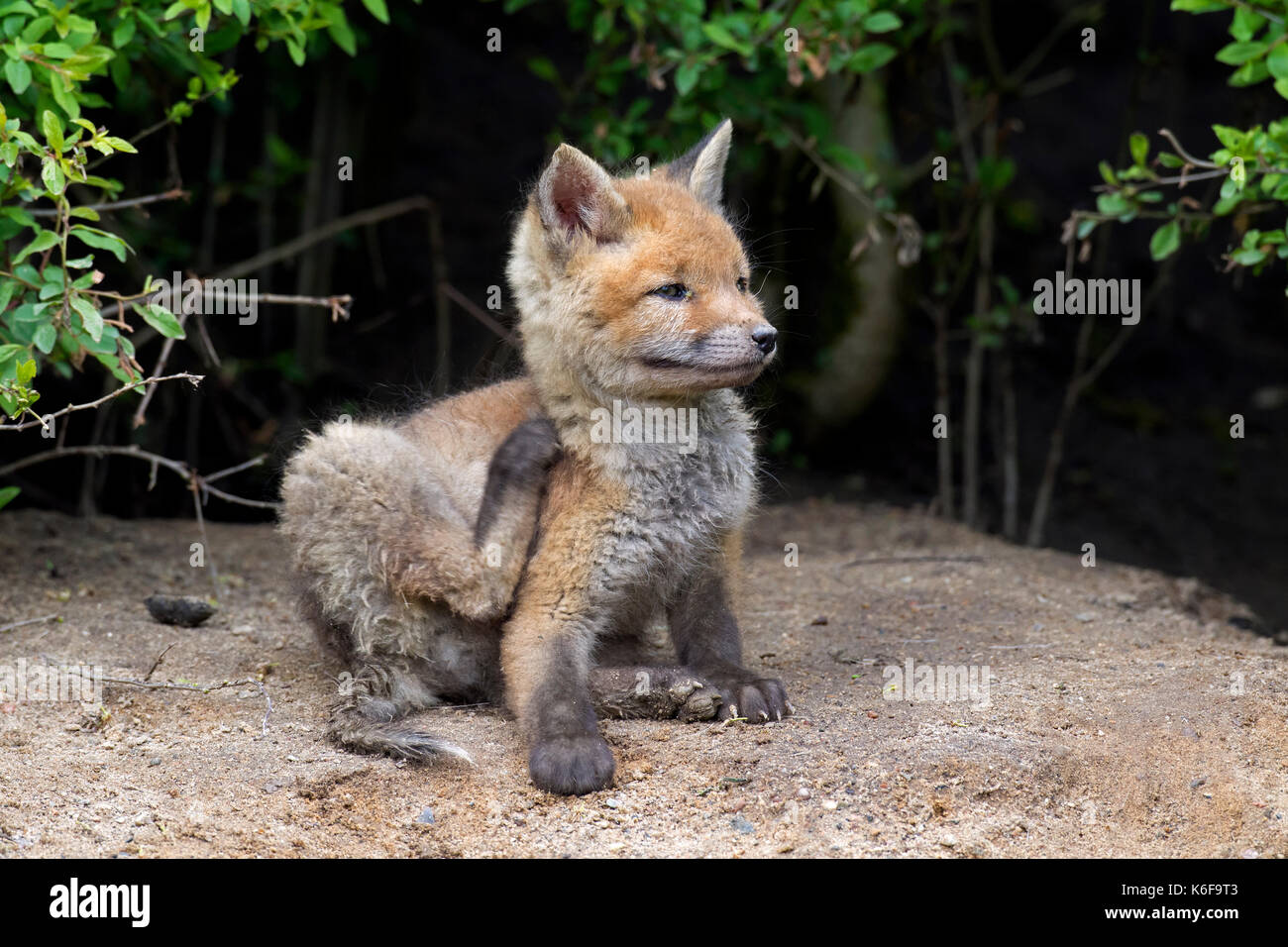 Cute red fox (Vulpes vulpes) kit scratching fur with hind leg Stock ...
