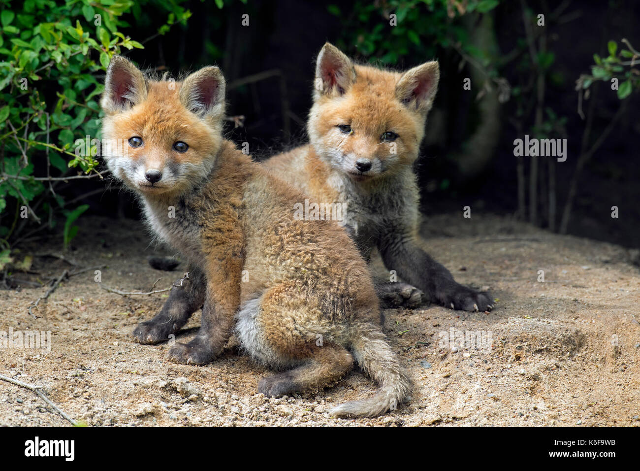Red foxes group hi-res stock photography and images - Alamy
