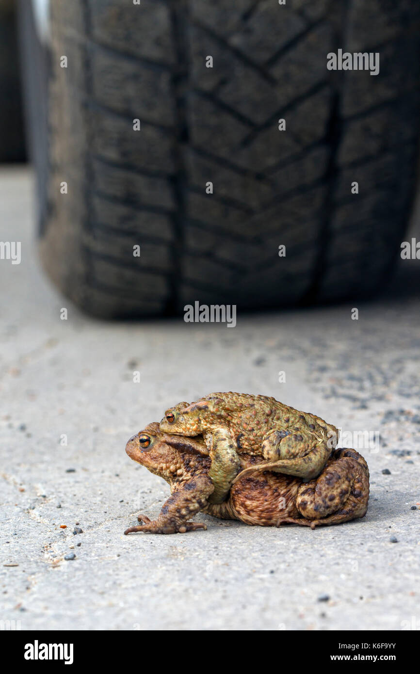 Common toad / European toads (Bufo bufo) pair in amplexus in front of ...