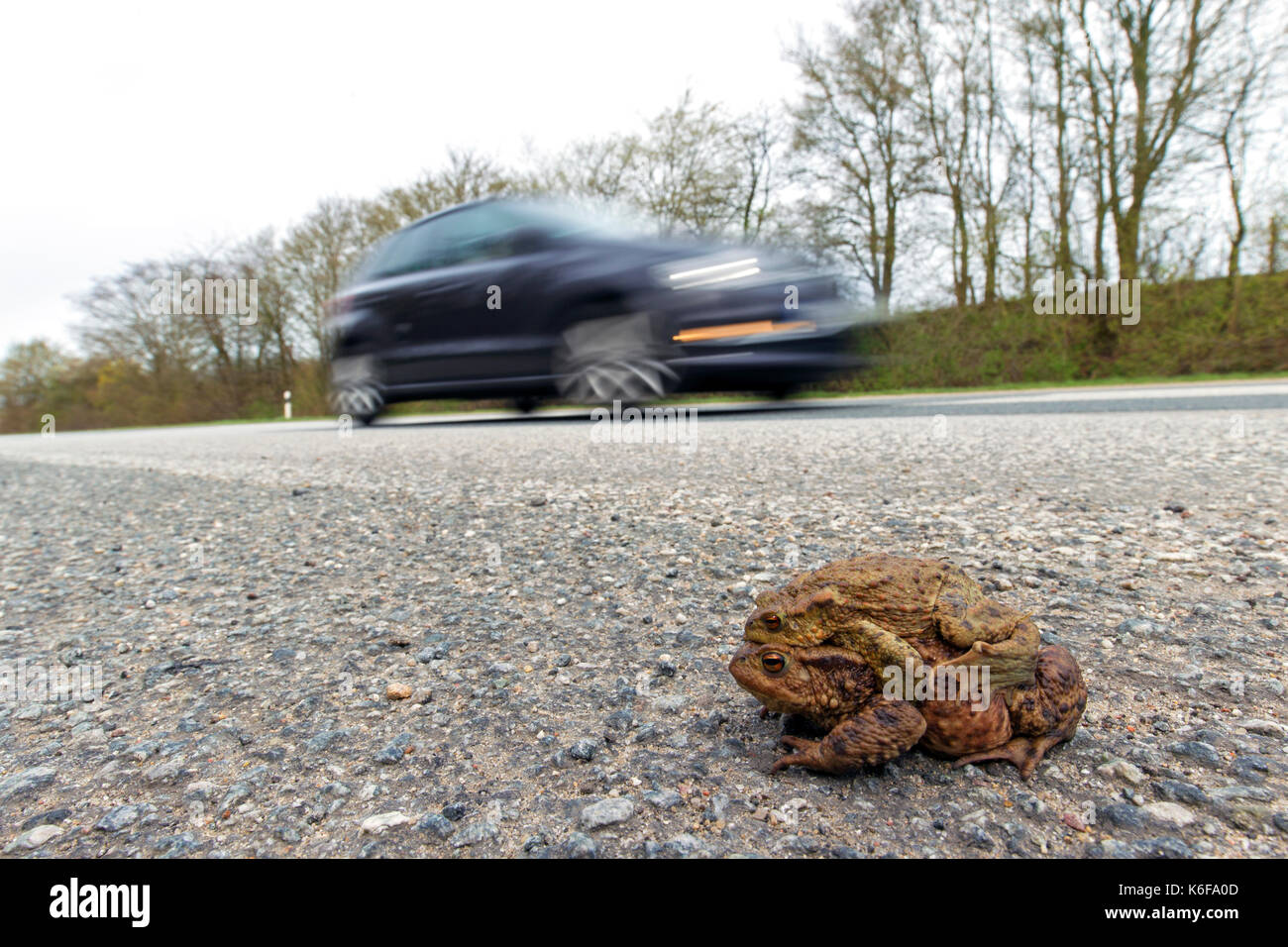 Common toad / European toads (Bufo bufo) pair in amplexus crossing road ...