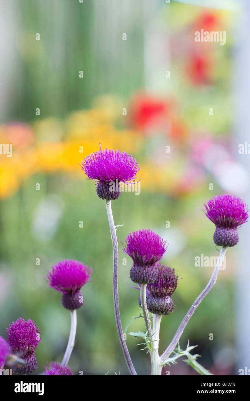 Cirsium rivulare 'Trevor's Blue Wonder'. Plume thistle 'Trevor's Blue ...