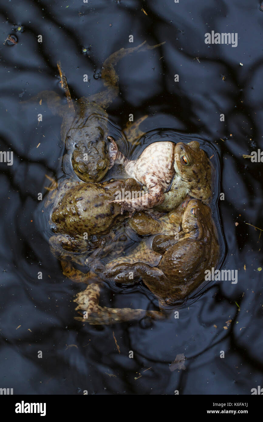 Common toad / European toads (Bufo bufo) in a mating ball (multiple ...