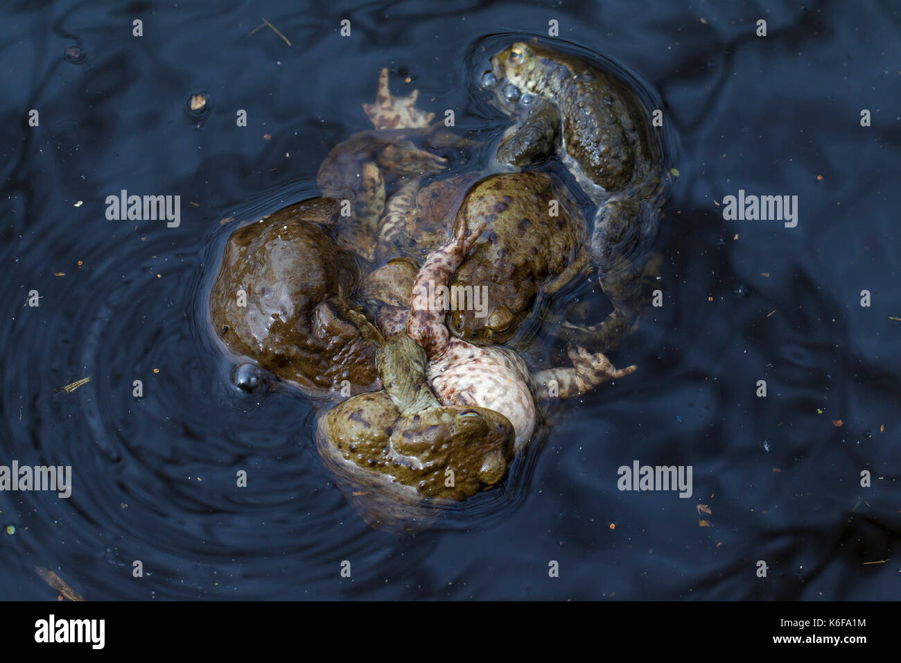 Common toad / European toads (Bufo bufo) in a mating ball (multiple ...
