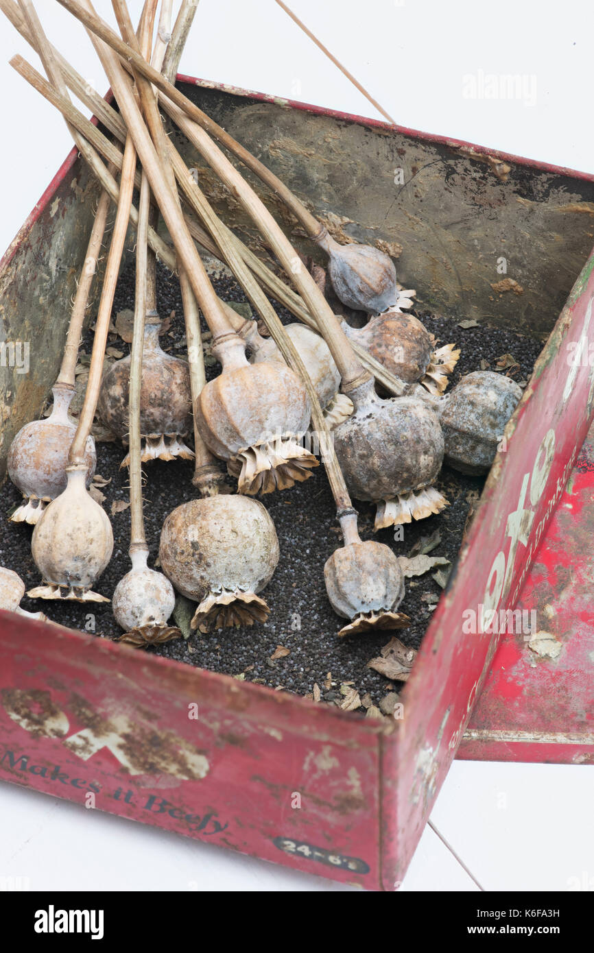 Poppy seed pods hi-res stock photography and images - Alamy