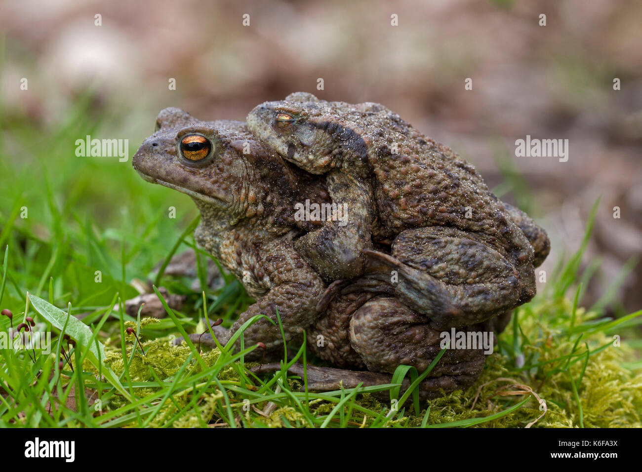 Common toad / European toads (Bufo bufo) pair in amplexus walking over grassland to breeding ...