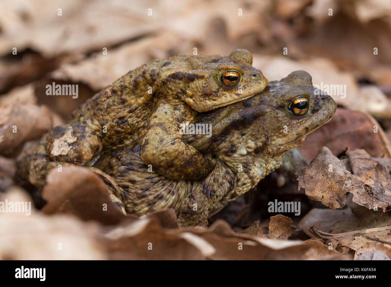 Common toad / European toads (Bufo bufo) pair in amplexus walking over fallen leaves to breeding ...