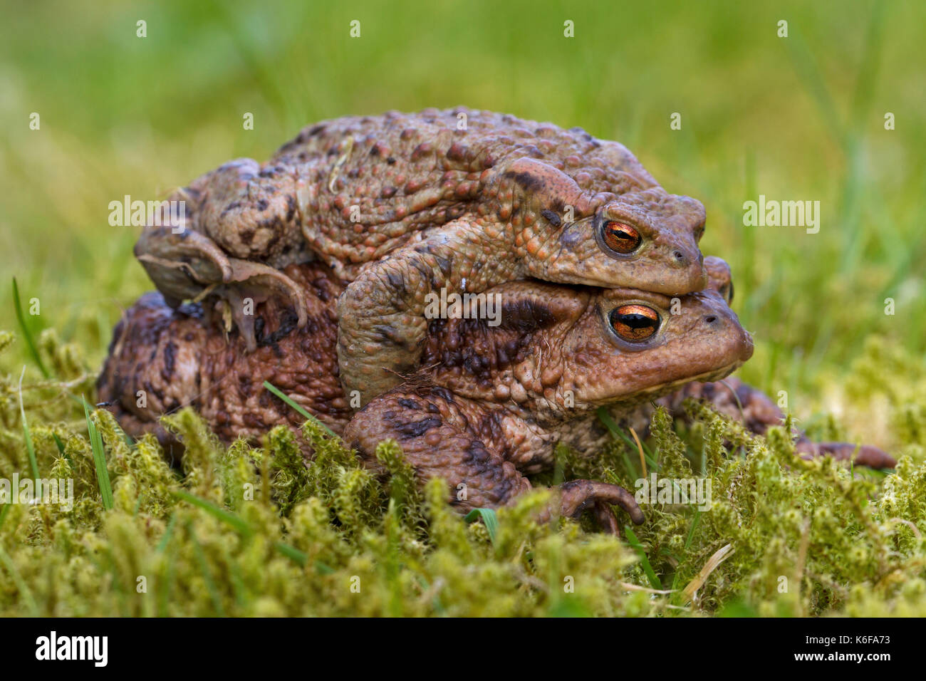 Common toad / European toads (Bufo bufo) pair in amplexus walking over grassland to breeding ...