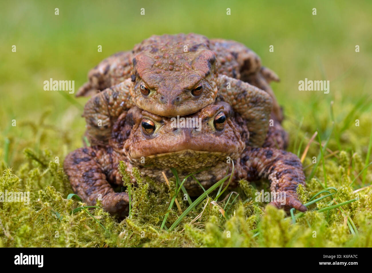 Common toad / European toads (Bufo bufo) pair in amplexus walking over ...