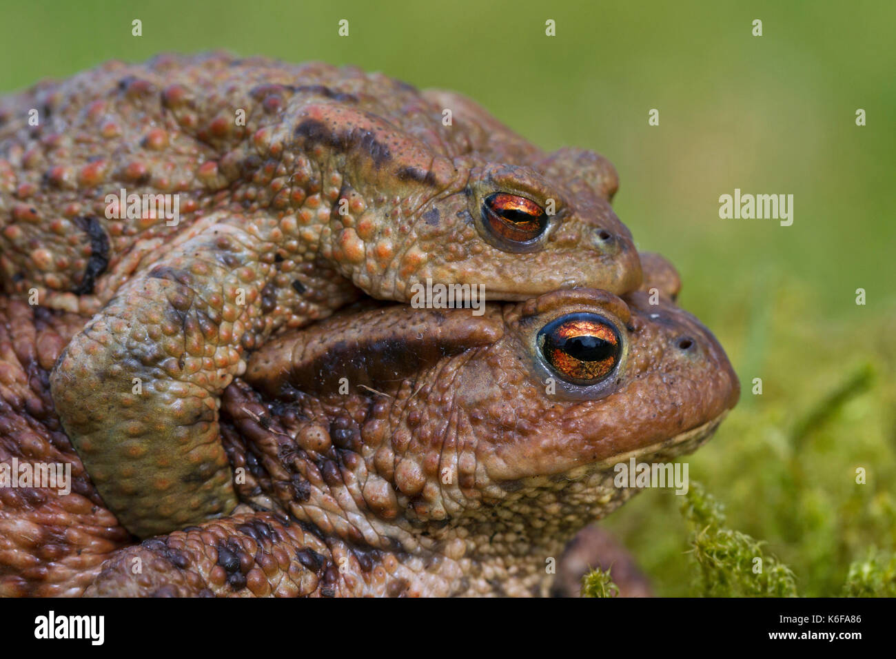Common toad / European toads (Bufo bufo) pair in amplexus walking over grassland to breeding ...