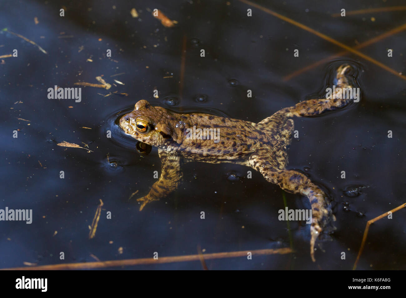 Male toads in water hi-res stock photography and images - Alamy