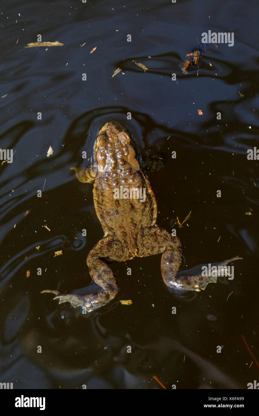 Common toad / European toad (Bufo bufo) male swimming in breeding pond ...