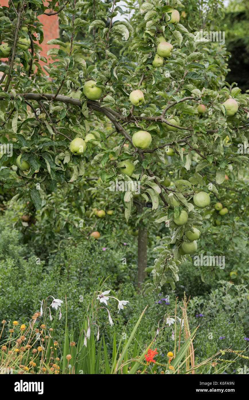 Gloria mundi apple hi-res stock photography and images - Alamy