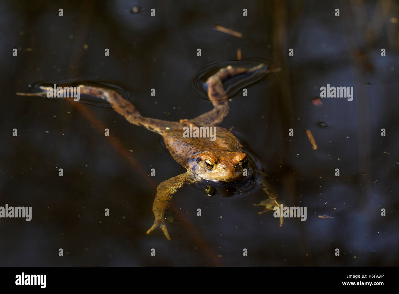 Male toads in water hi-res stock photography and images - Alamy