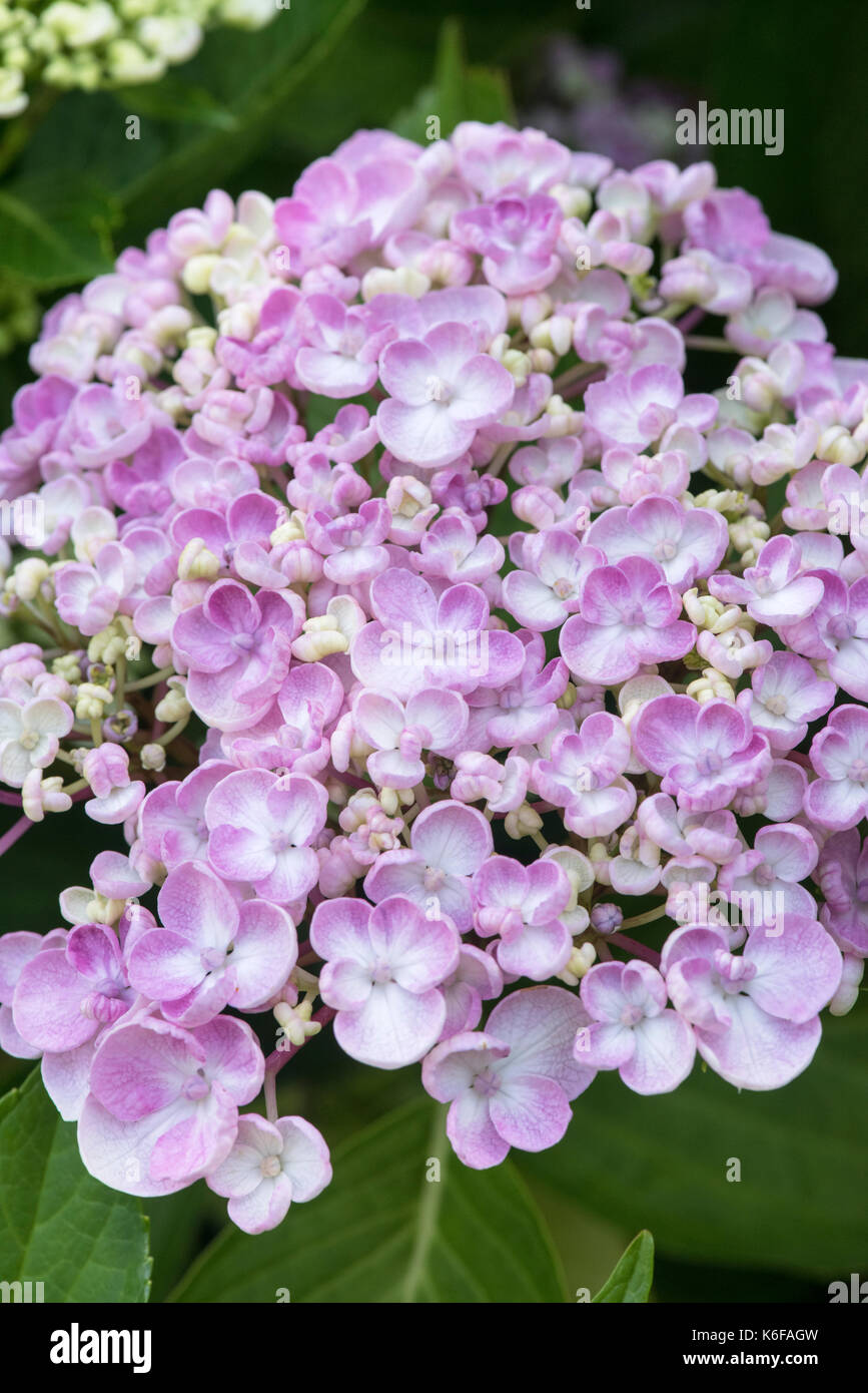 Hydrangea macrophylla 'Ayesha'. Hortensia hydrangea / Mophead Stock ...