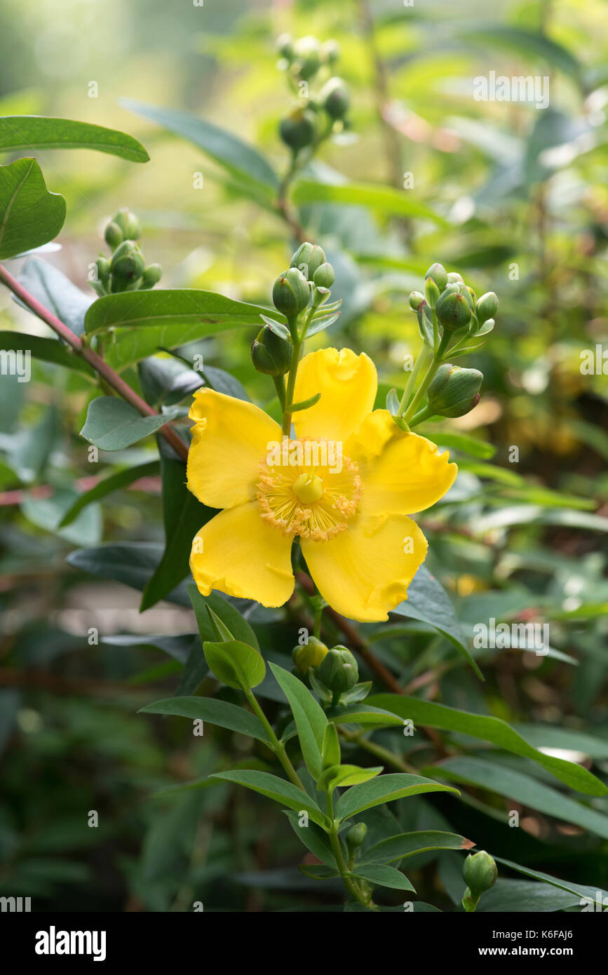 Hidcote gardens hi-res stock photography and images - Alamy