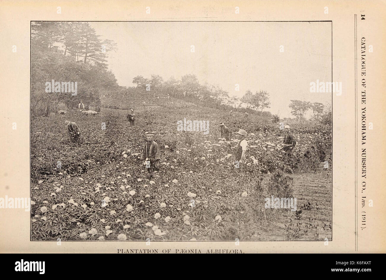 Descriptive catalogue of flowering, ornamental trees, shrubs, bulbs ...