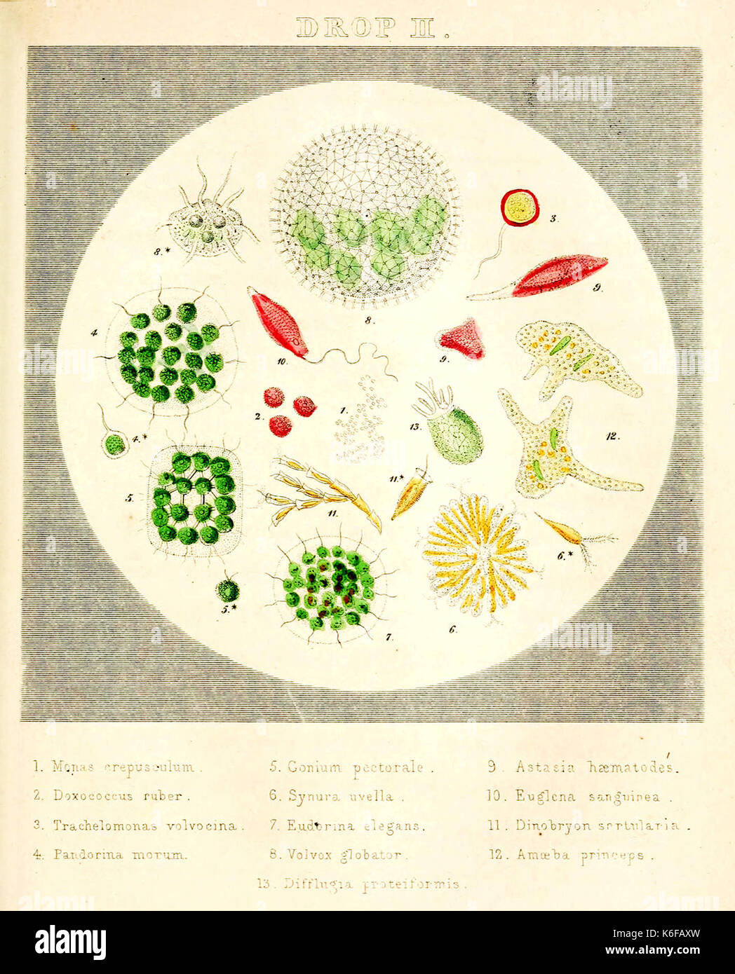 Water plate hi-res stock photography and images - Alamy