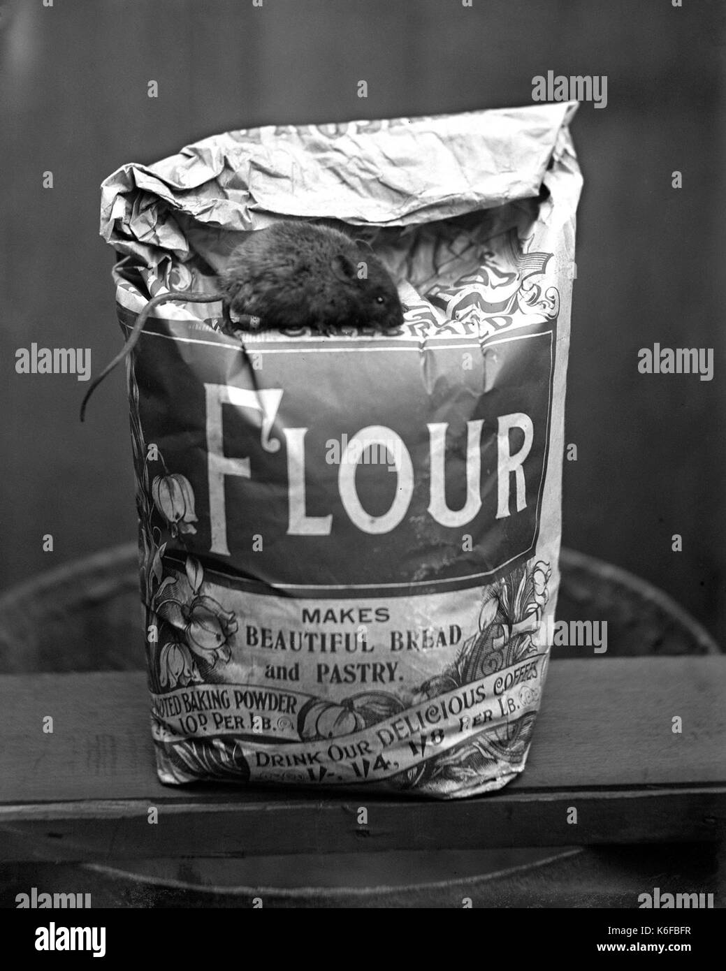 (lab or laboratory) (mice or mouse) Black and White Stock Photos ...