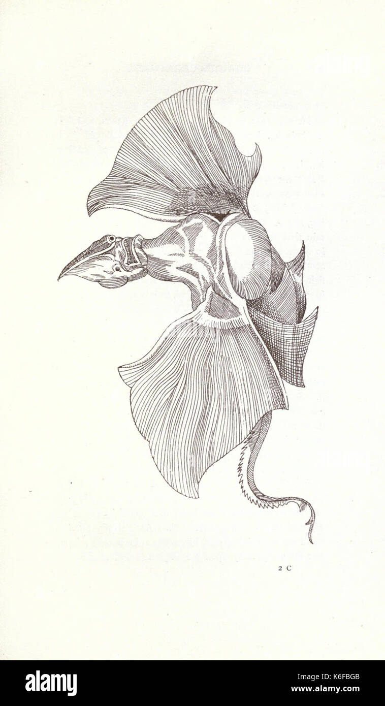 Curious creatures hi-res stock photography and images - Alamy