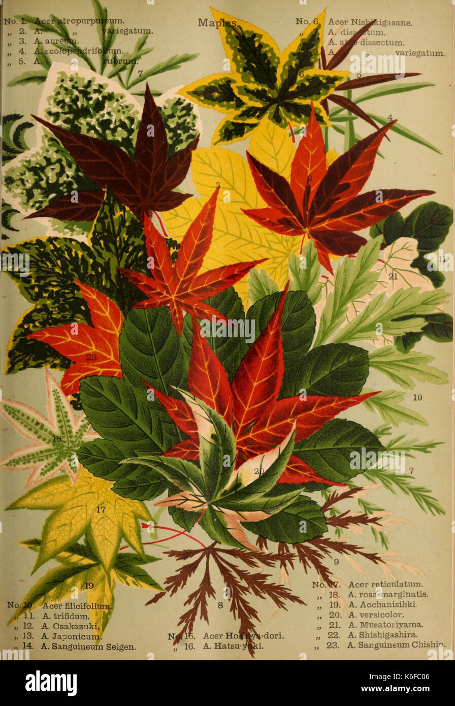 Descriptive catalogue of flowering, ornamental trees, shrubs, bulbs ...