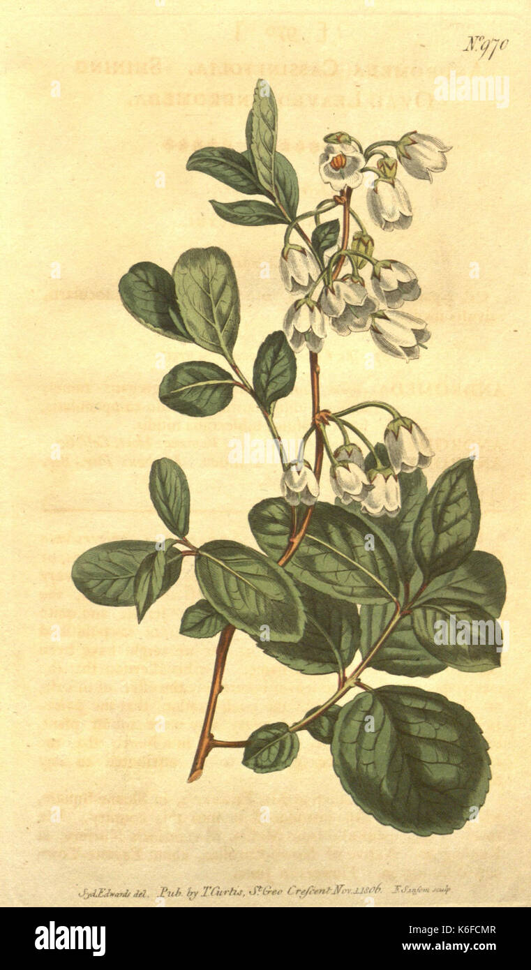 Curtis’s botanical magazine cover hi-res stock photography and images ...