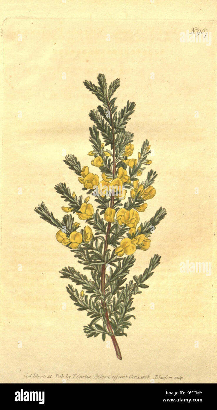 Curtis’s botanical magazine cover hi-res stock photography and images ...