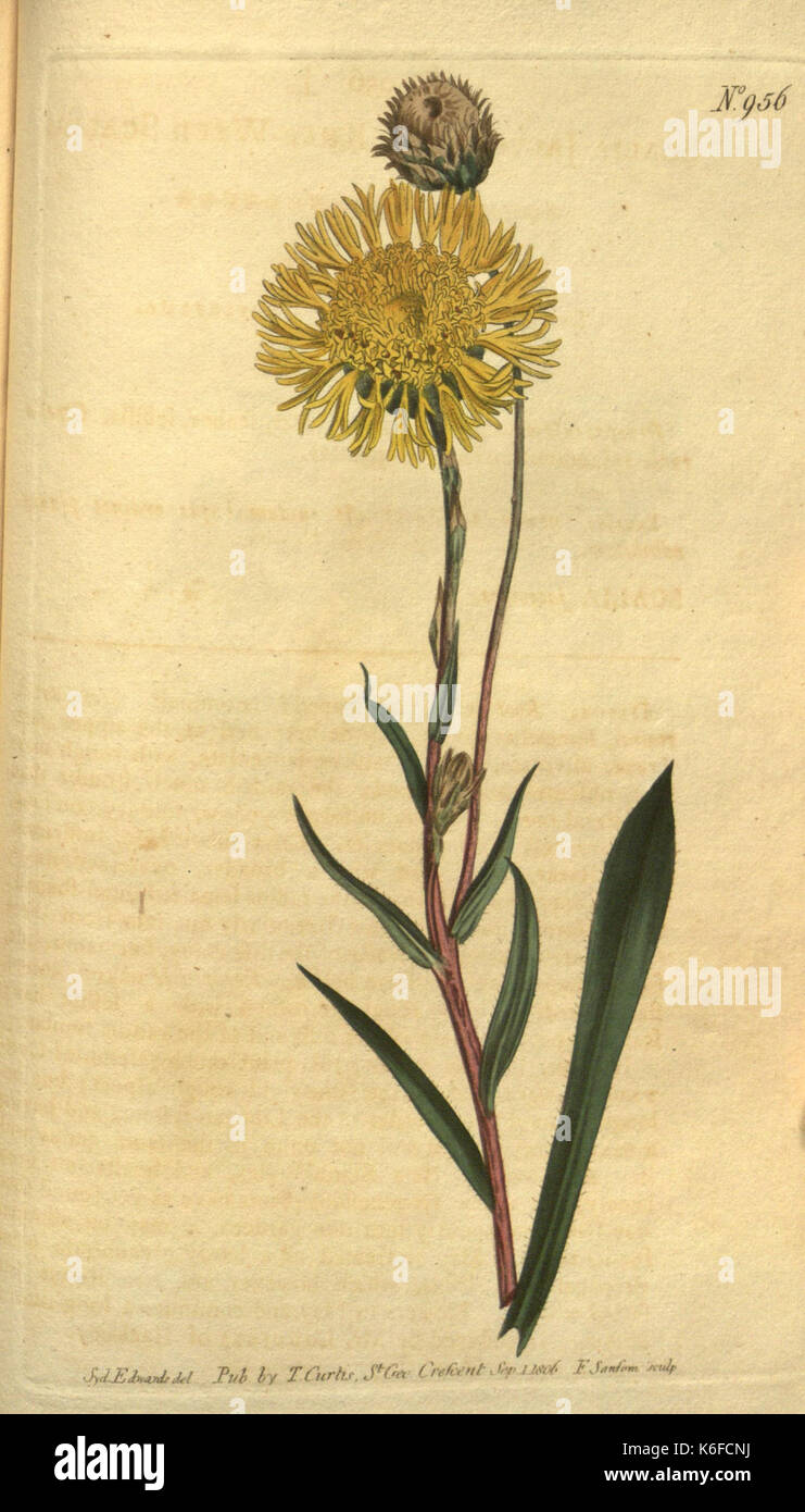 Curtis’s botanical magazine cover hi-res stock photography and images ...