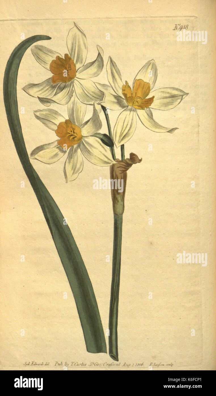 Curtis’s botanical magazine cover hi-res stock photography and images ...