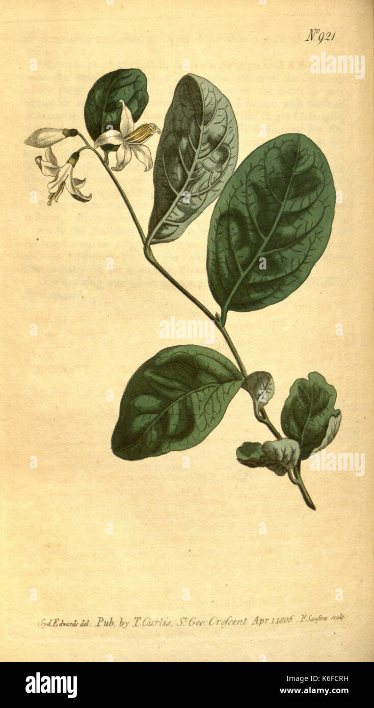Botanical illustration botany periodicals pictorial hi-res stock ...