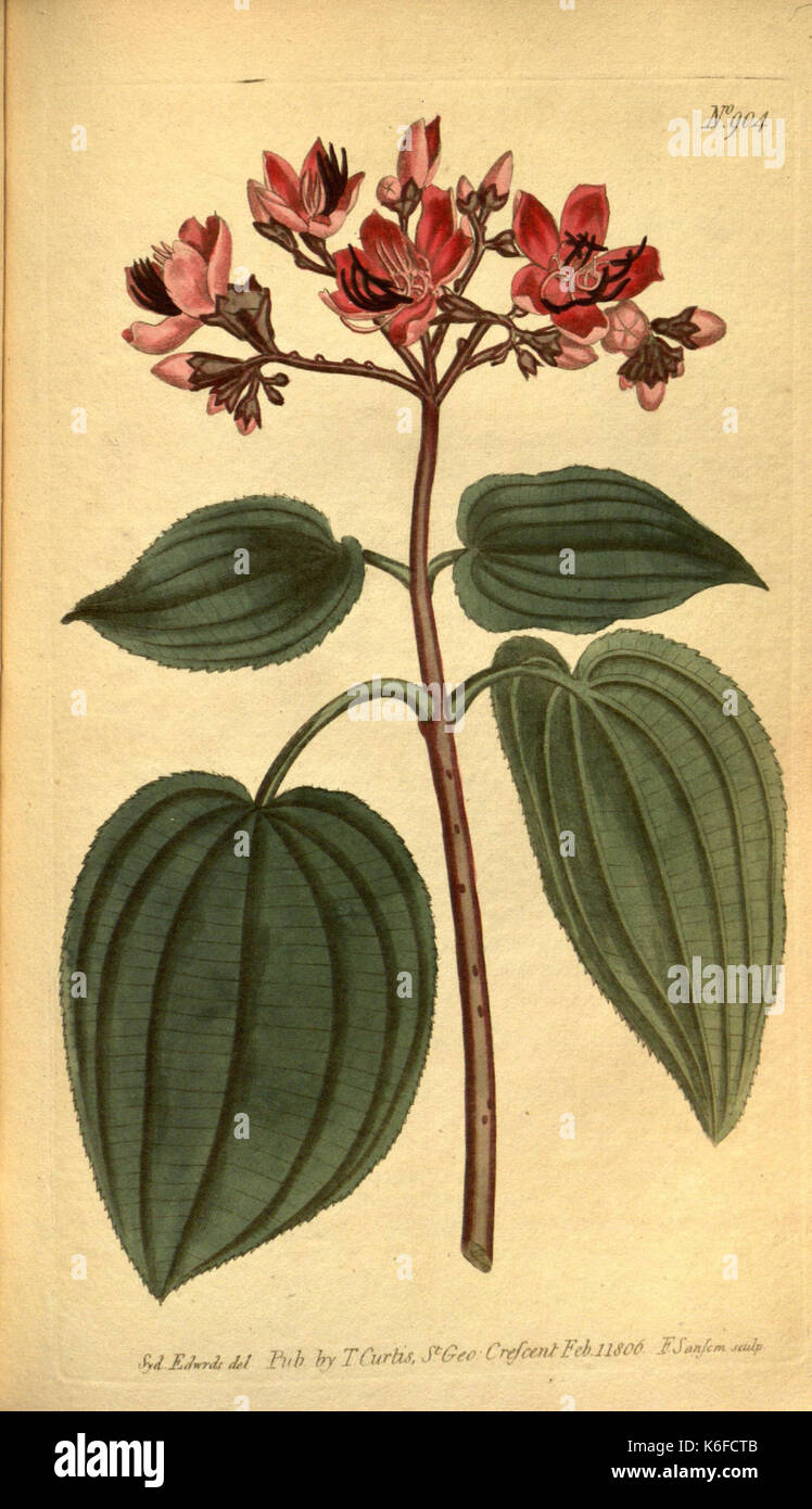 Botanical illustration botany periodicals pictorial hi-res stock ...