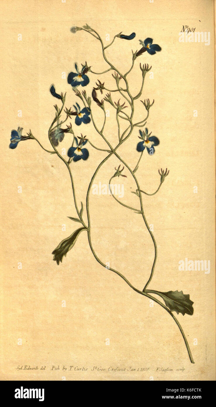 Curtis’s botanical magazine cover hi-res stock photography and images ...