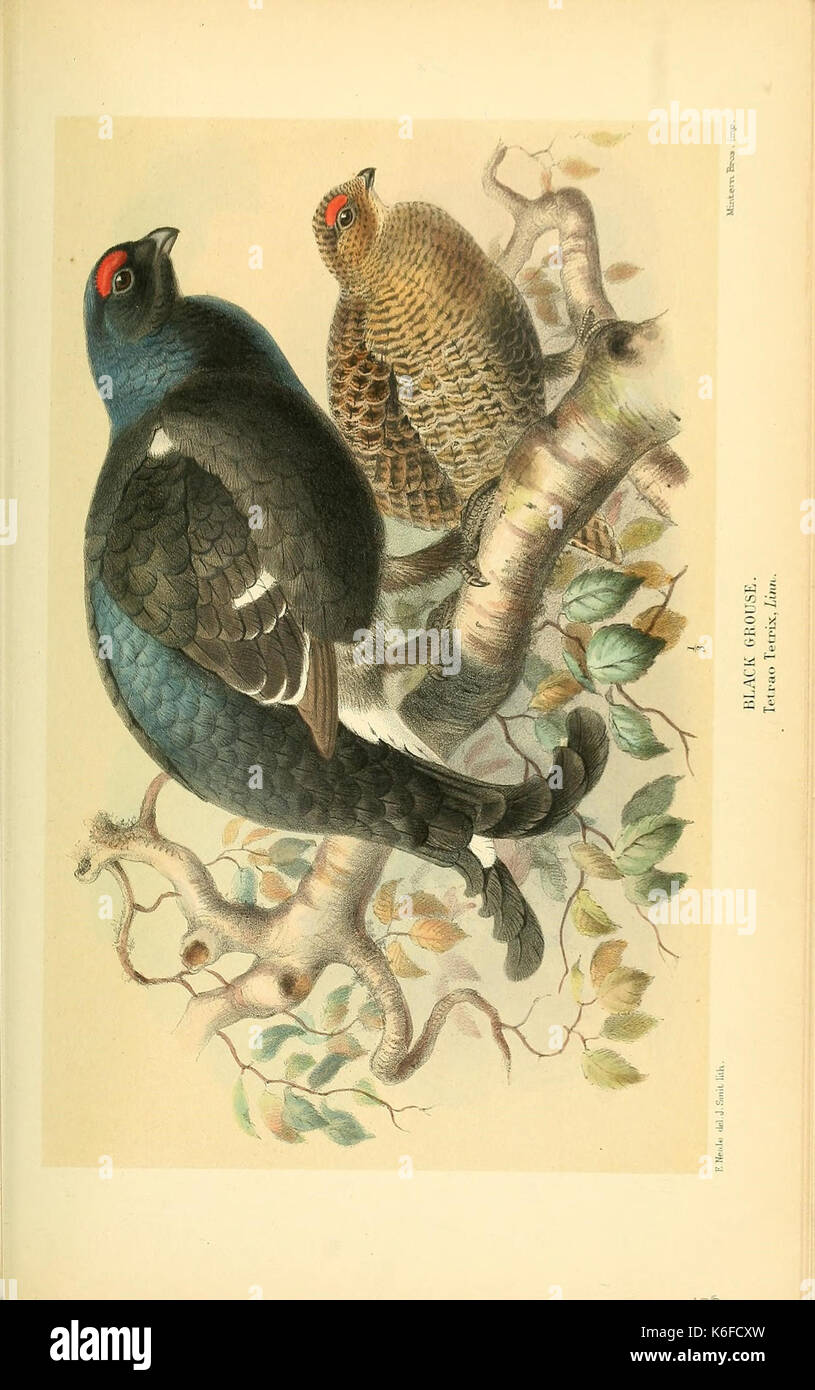 Coloured figures of the birds of the British Islands issued by Lord ...