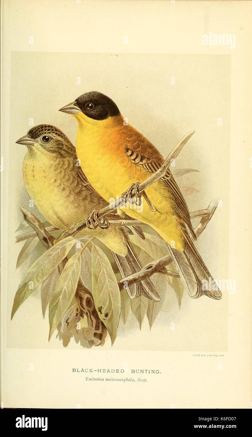 Coloured figures of the birds of the British Islands issued by Lord ...