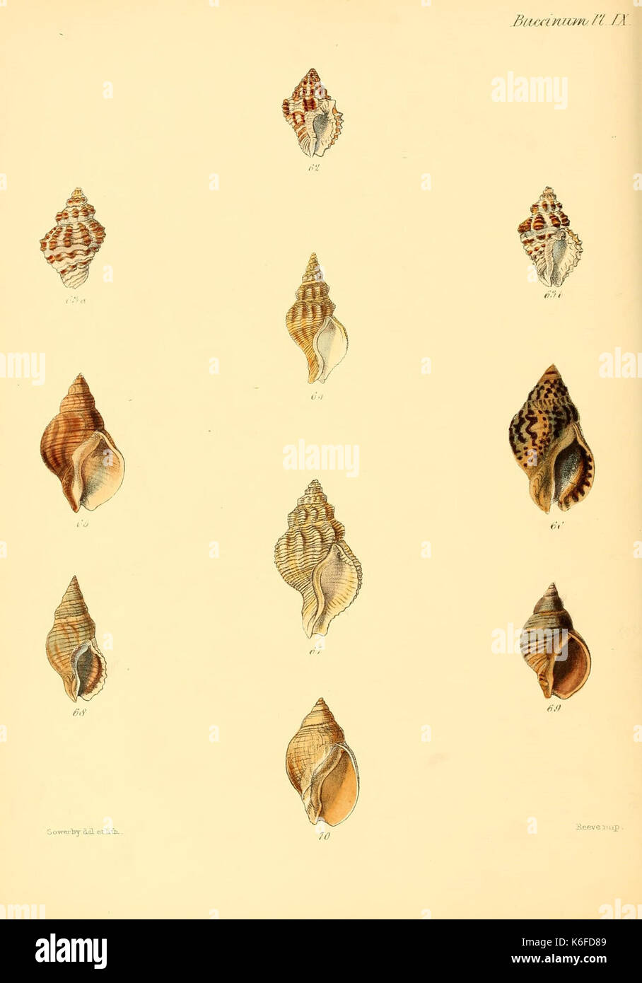 Conchologia iconica, or, Illustrations of the shells of molluscous ...