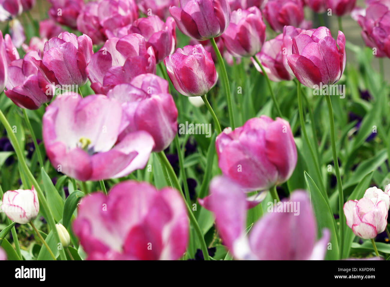 tulip flowers garden spring season Stock Photo - Alamy