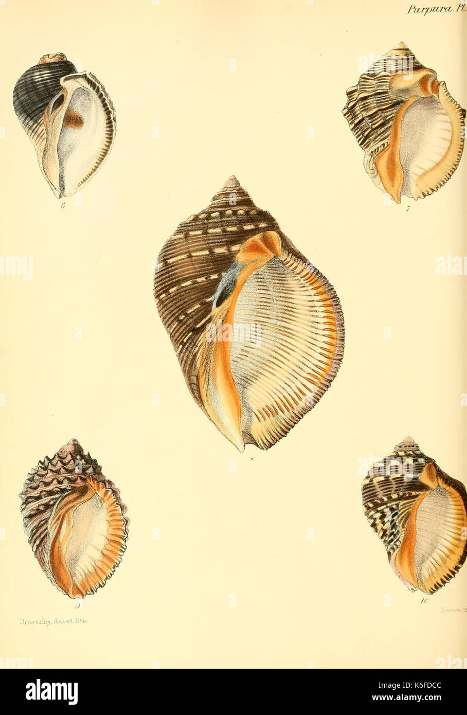 Conchologia iconica, or, Illustrations of the shells of molluscous ...