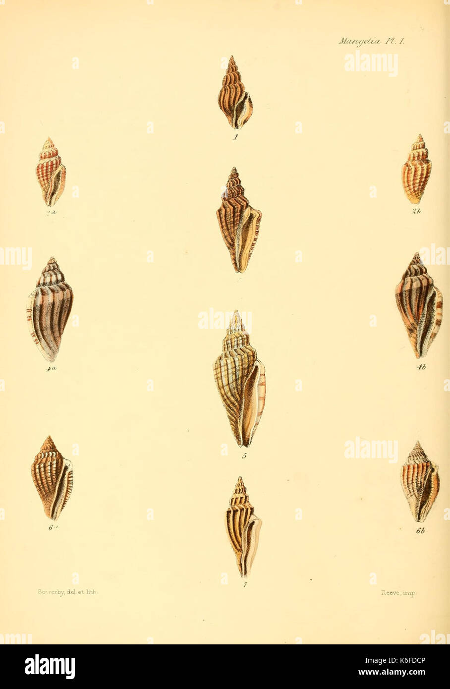 Conchologia iconica, or, Illustrations of the shells of molluscous ...
