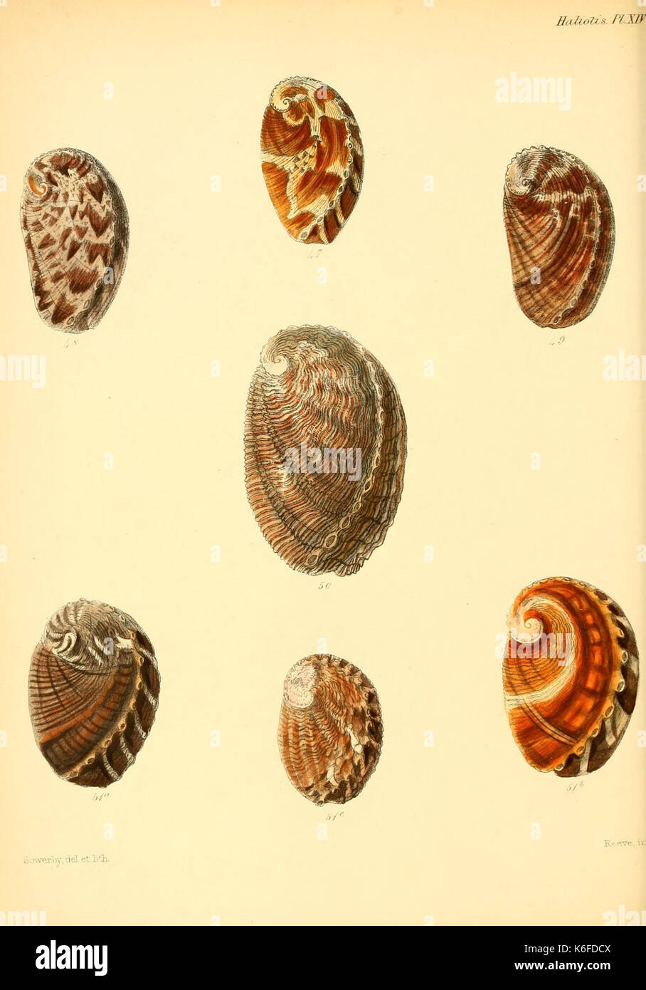 Conchologia iconica, or, Illustrations of the shells of molluscous ...