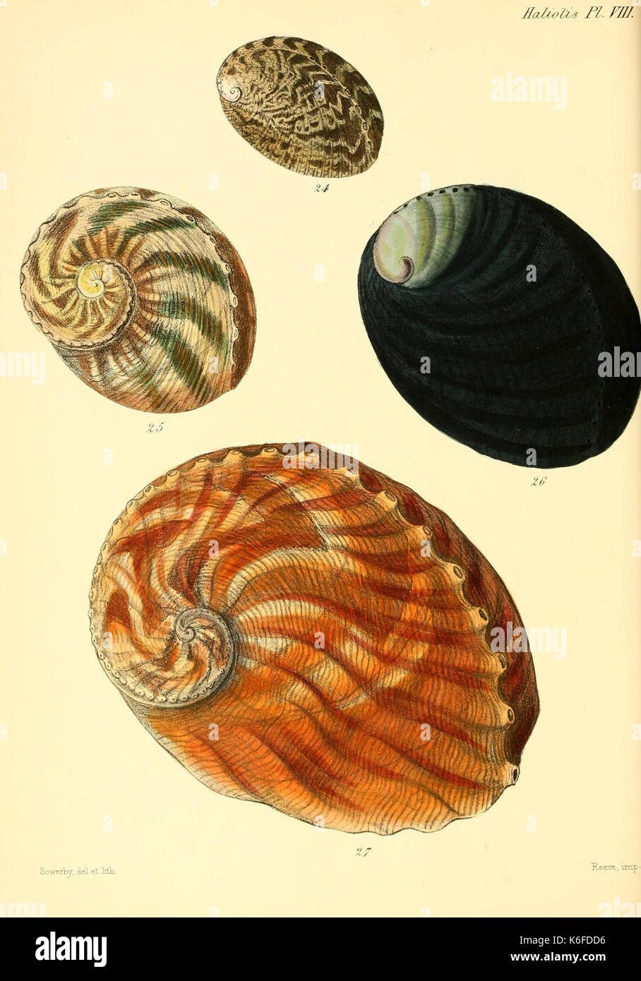 Conchologia iconica, or, Illustrations of the shells of molluscous ...