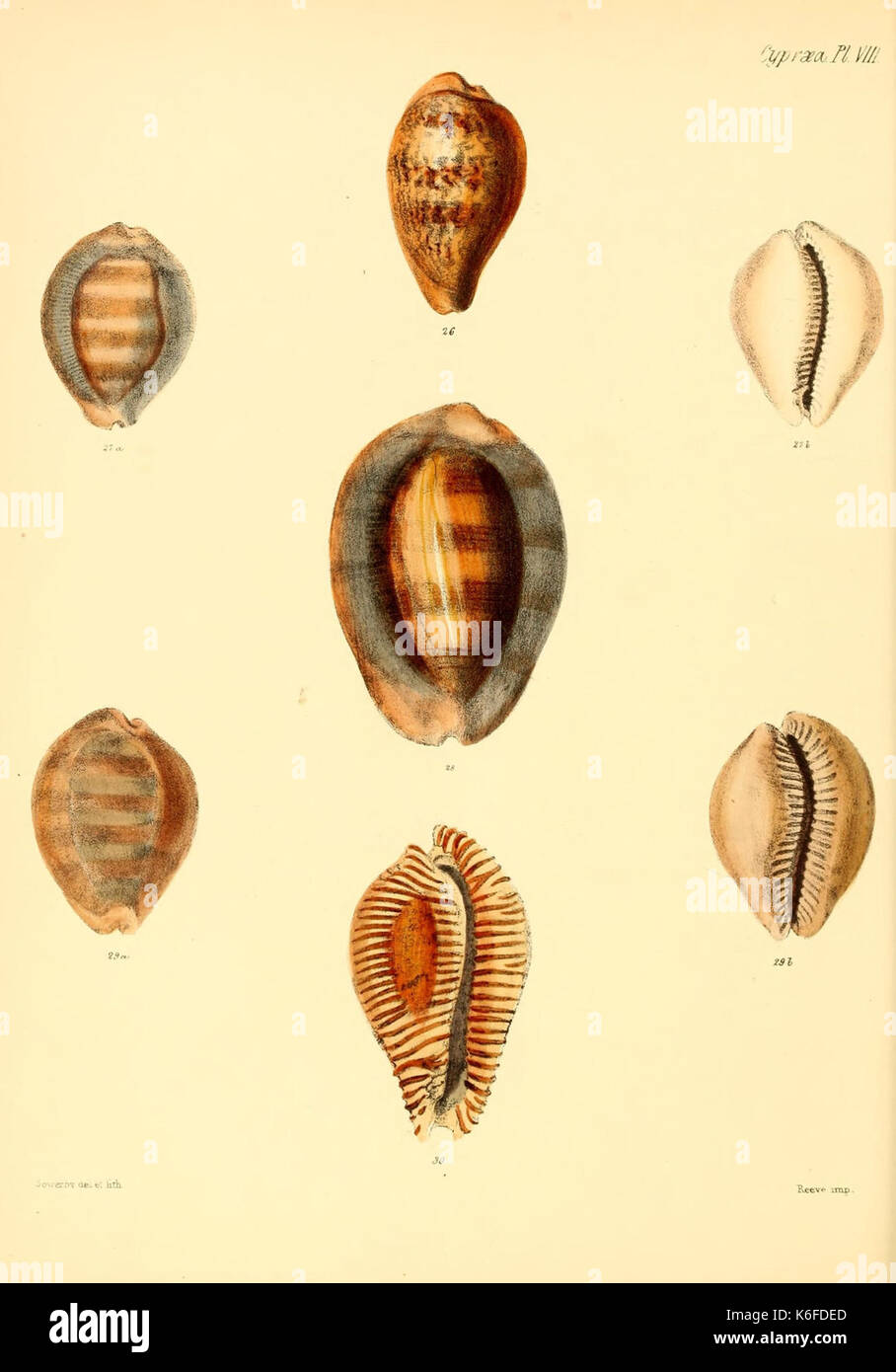 Conchologia iconica, or, Illustrations of the shells of molluscous ...